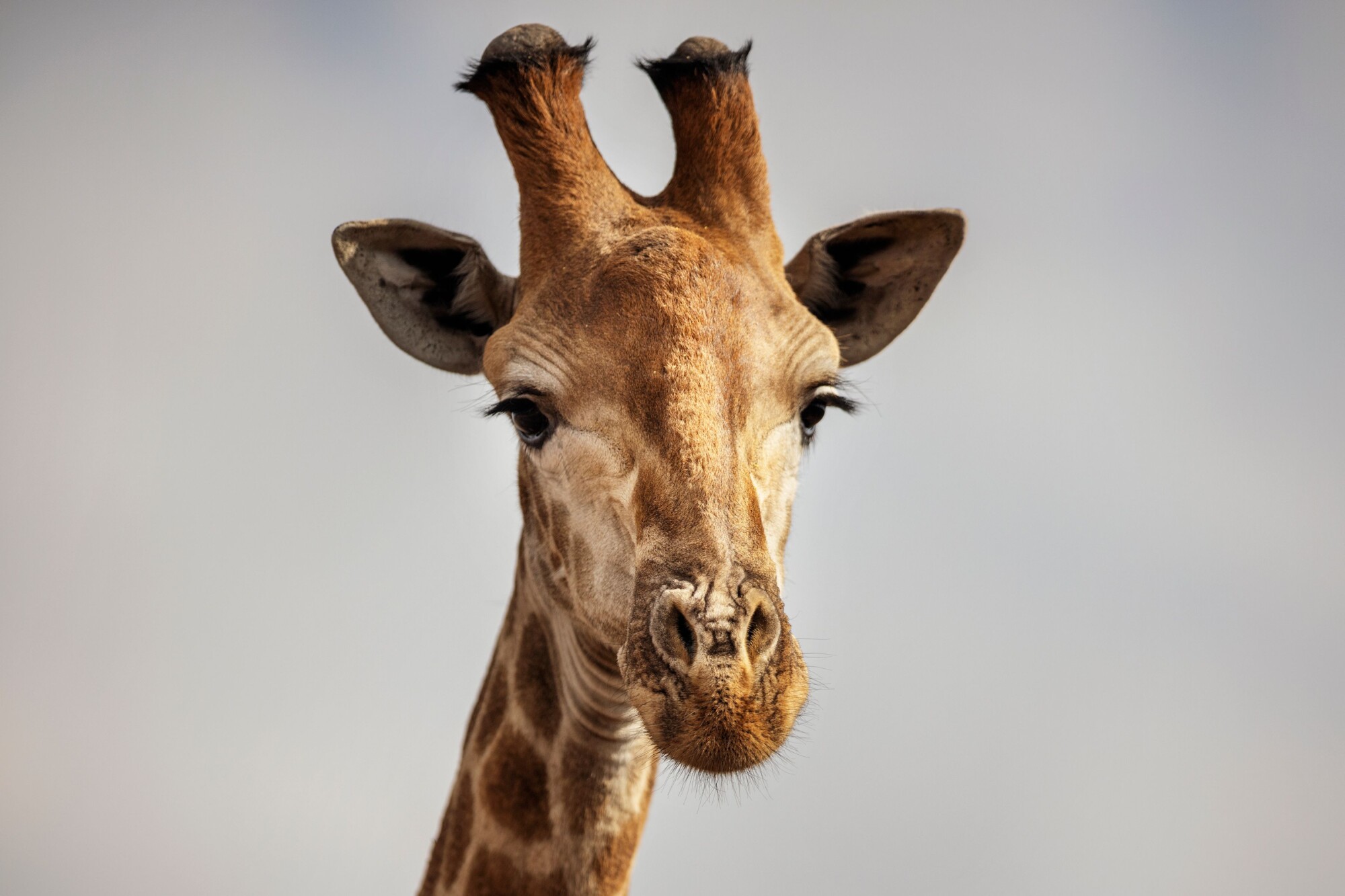 Scientists Stunned to Find Dwarf Giraffes | NTD