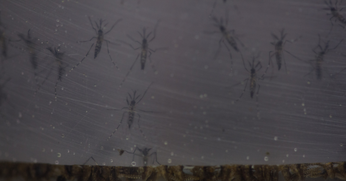 Genetically Modified Mosquitoes Set to Be Released in California and ...