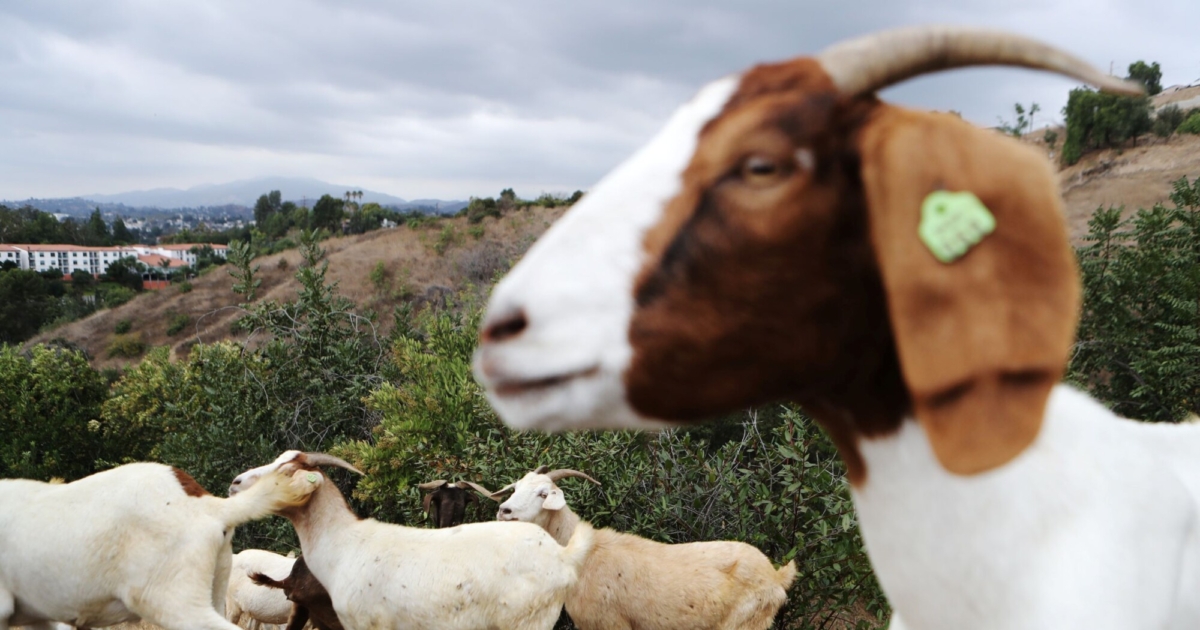 Goats for Weed Abatement in Southern California | NTD