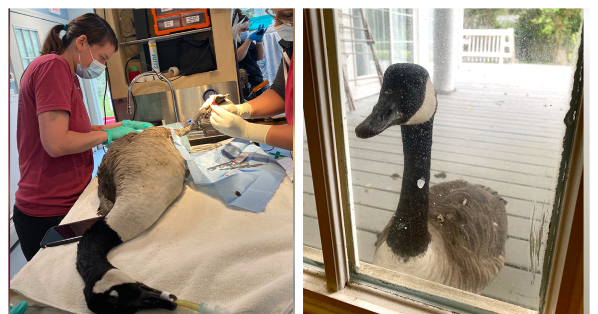 Loyal Goose Woefully Watches Injured Mate Undergo Surgery Through ...
