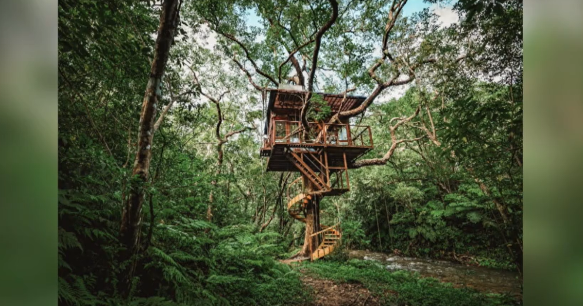 Treeful Treehouse Resort: Eco-Luxury in Japan | NTD