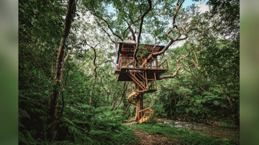 Treeful Treehouse Resort: Eco-Luxury in Japan | NTD