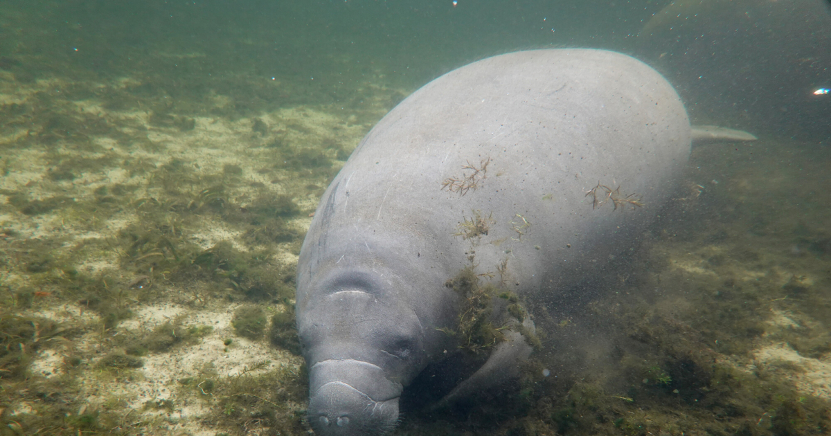 Pollution Causes Manatee Starvation | NTD