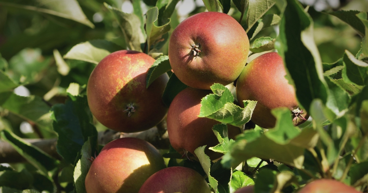 Volunteers Help Harvest to Reduce Apple Waste | NTD