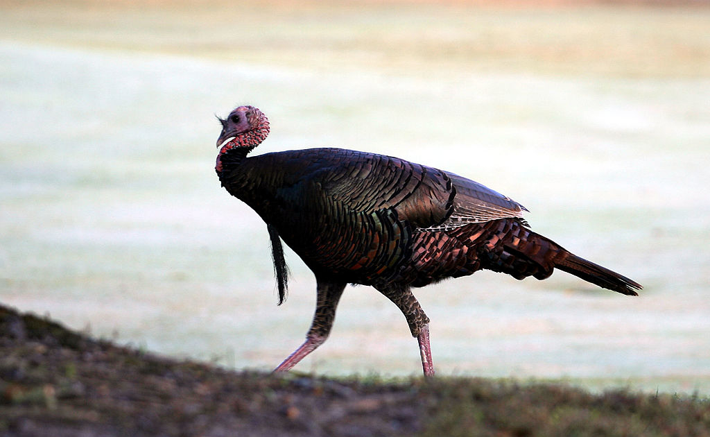 California Wild Turkeys Roam the East Bay | NTD