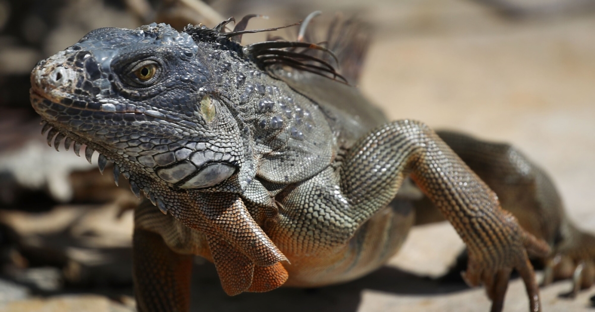National Weather Service Issues ‘Falling Iguana Alert’ in Florida | NTD