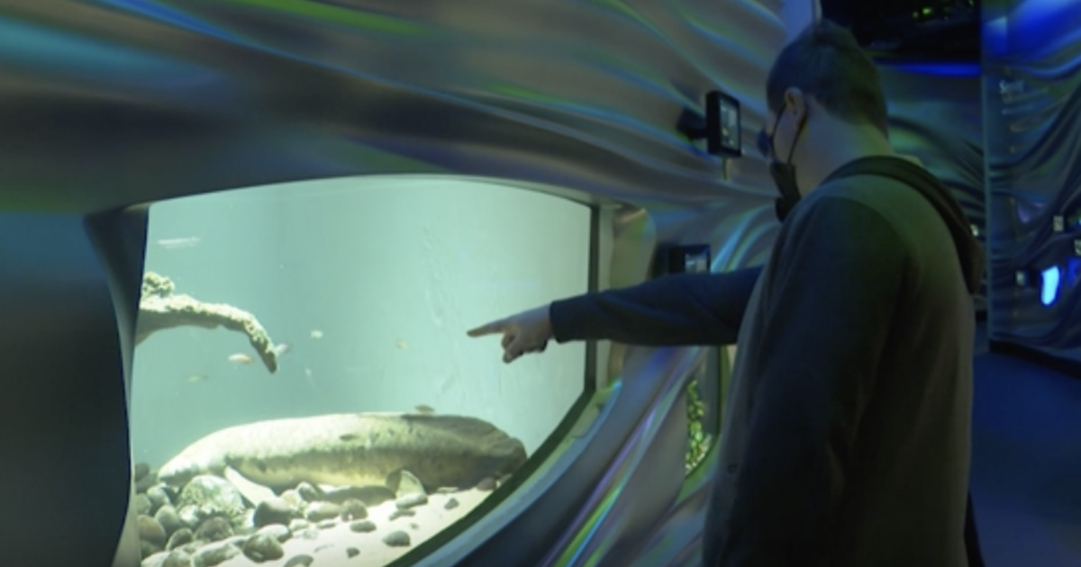 Meet Methuselah, the Oldest Aquarium Fish | NTD