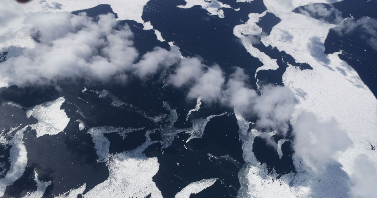 An Icefish Colony Discovered in Antarctica Is World’s Largest Fish ...