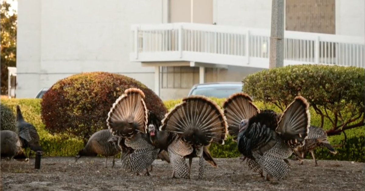 Turkeys Roosting at NASA Ames Research Center | NTD