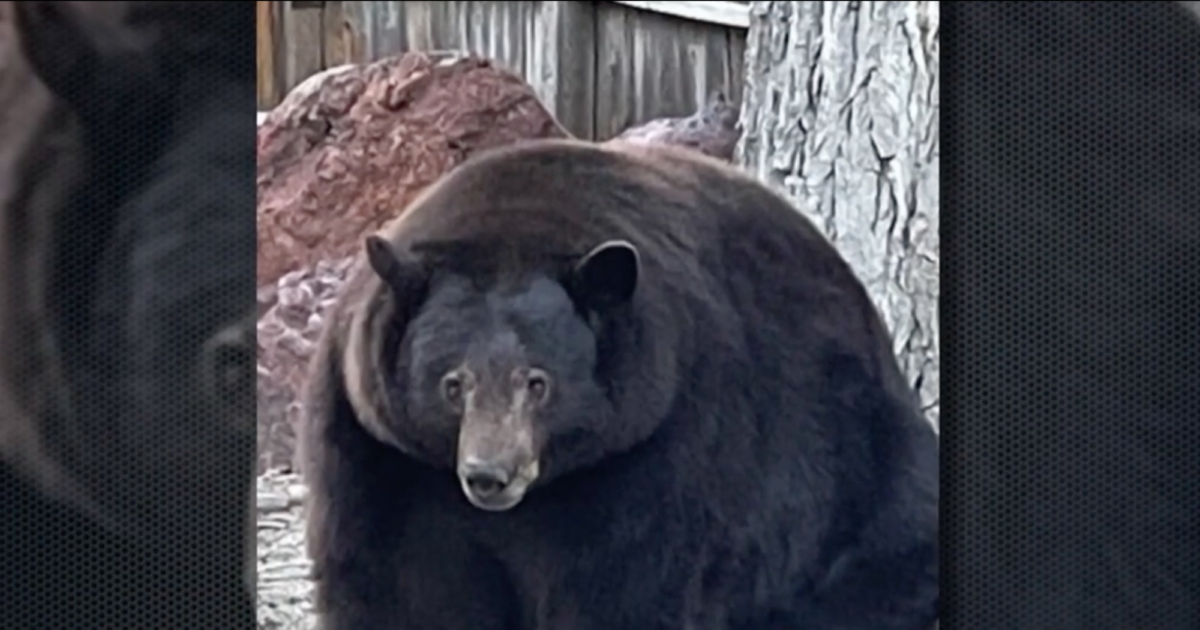 500-Pound Bear Rummages Through Tahoe for Food | NTD