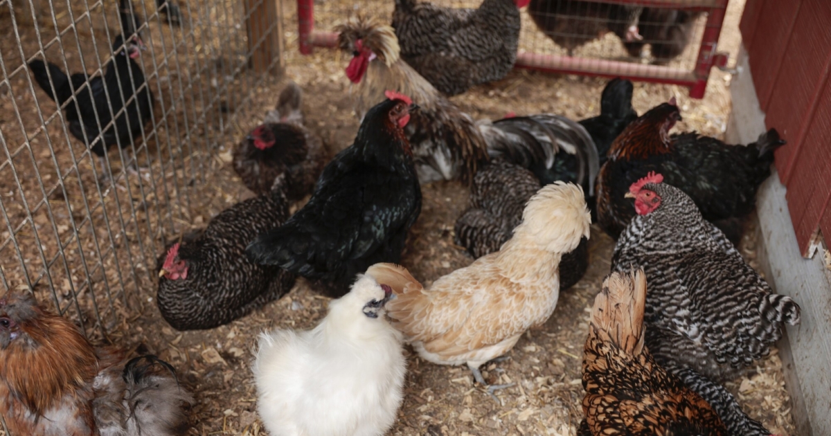 Missouri Poultry Industry Scrambles to Contain Avian Flu | NTD