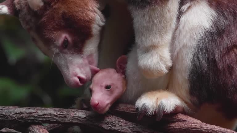 Baby Tree Kangaroo Born at NYC Zoo | NTD