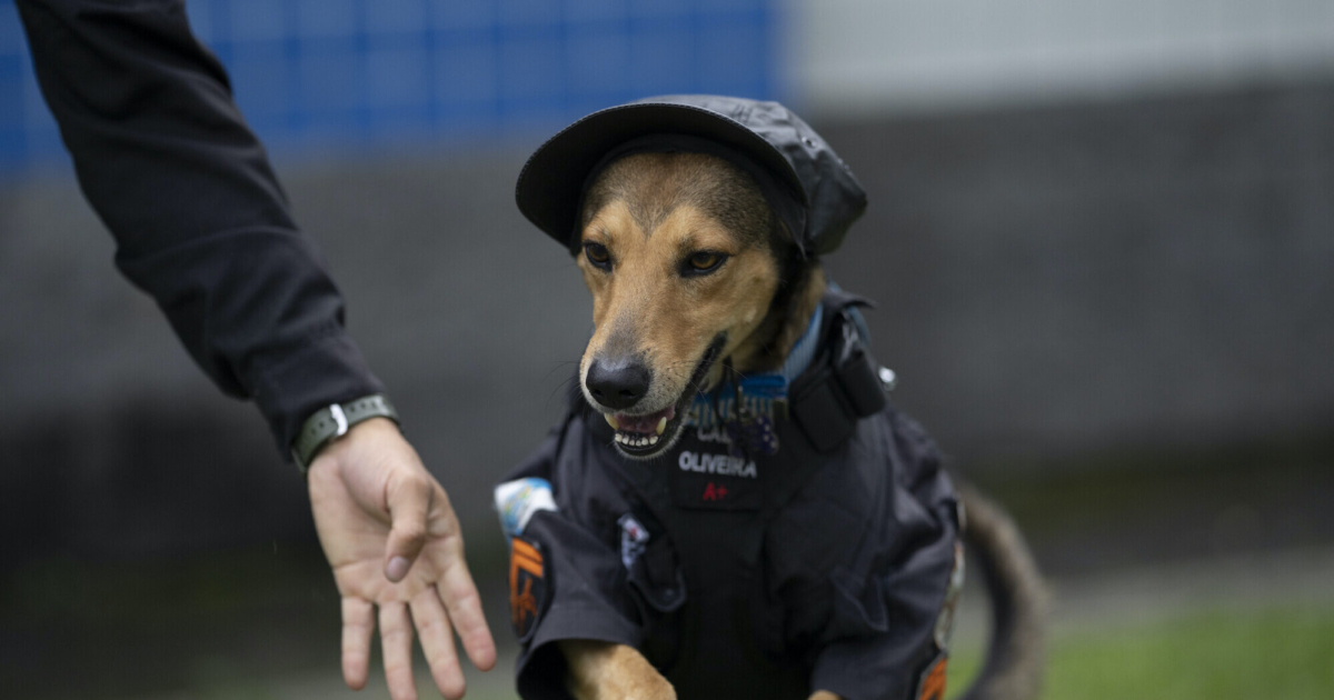 In Rio, Rescue Dogs Watch Out for Their Rescuers | NTD