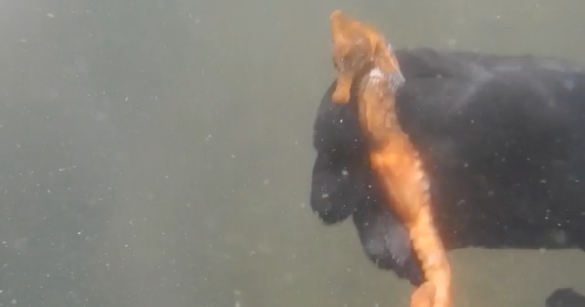 Rio Seahorse Population on the Rise | NTD