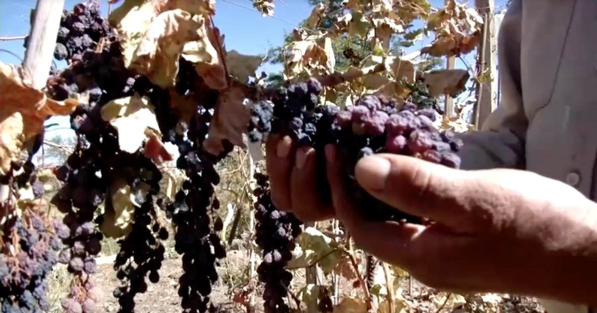 Exotic Wines in Chile’s Atacama Desert | NTD