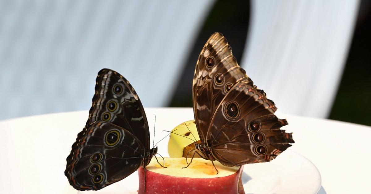 Live Butterfly Exhibit in Santa Ana | NTD