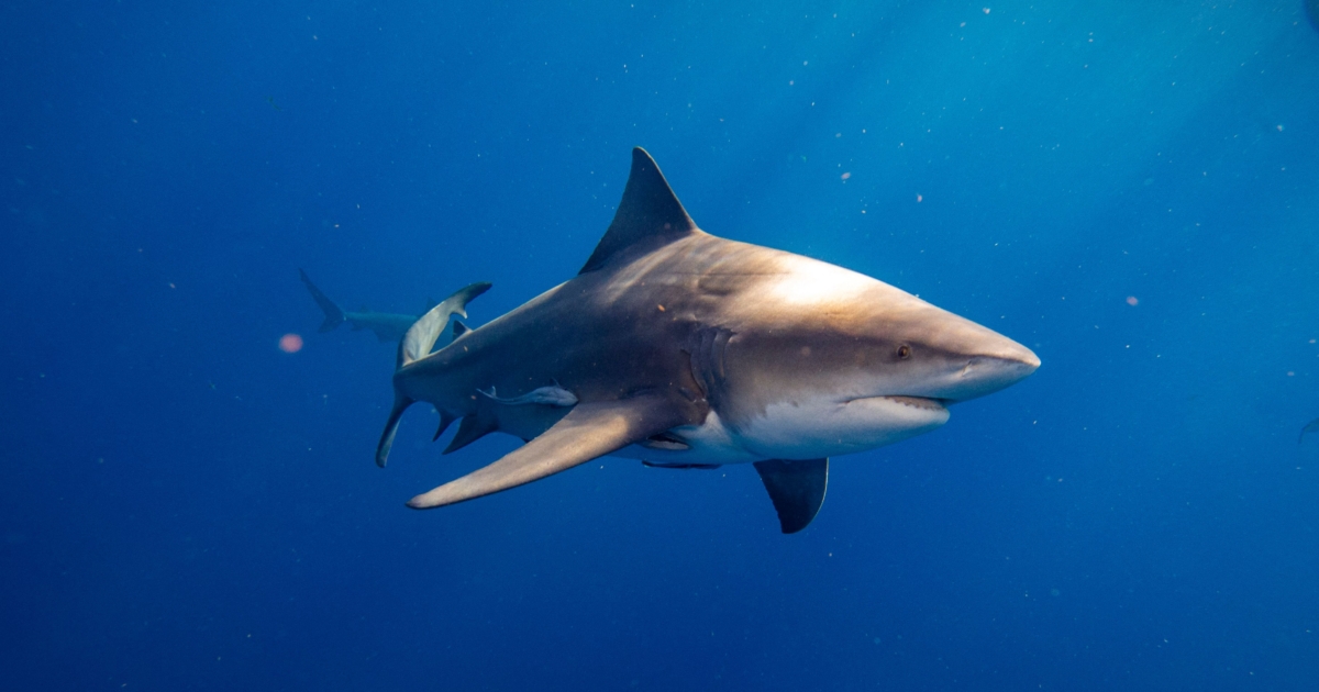 Sharks Bite 2 Fishermen in Florida Keys in Separate Incidents | NTD