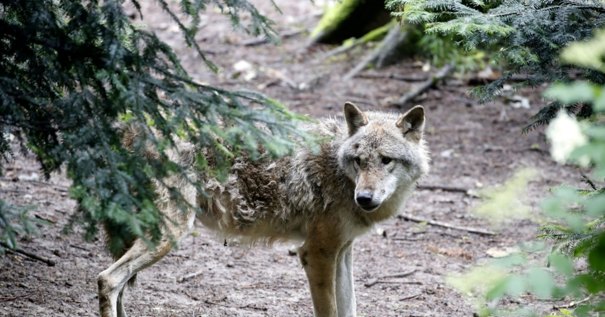Swiss Canton Gives Green Light to Shoot Wolves Attacking Cows | NTD