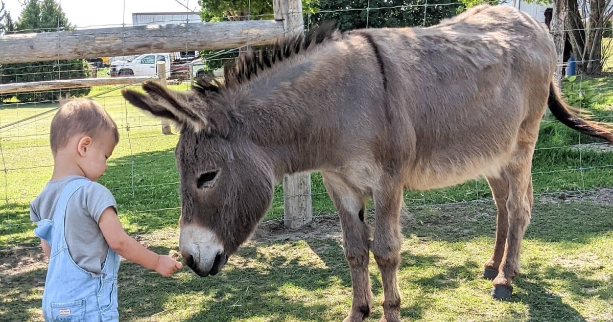 Boy and His Guard Animal: 3-Year-Old Boy Forms Friendship With Donkey | NTD