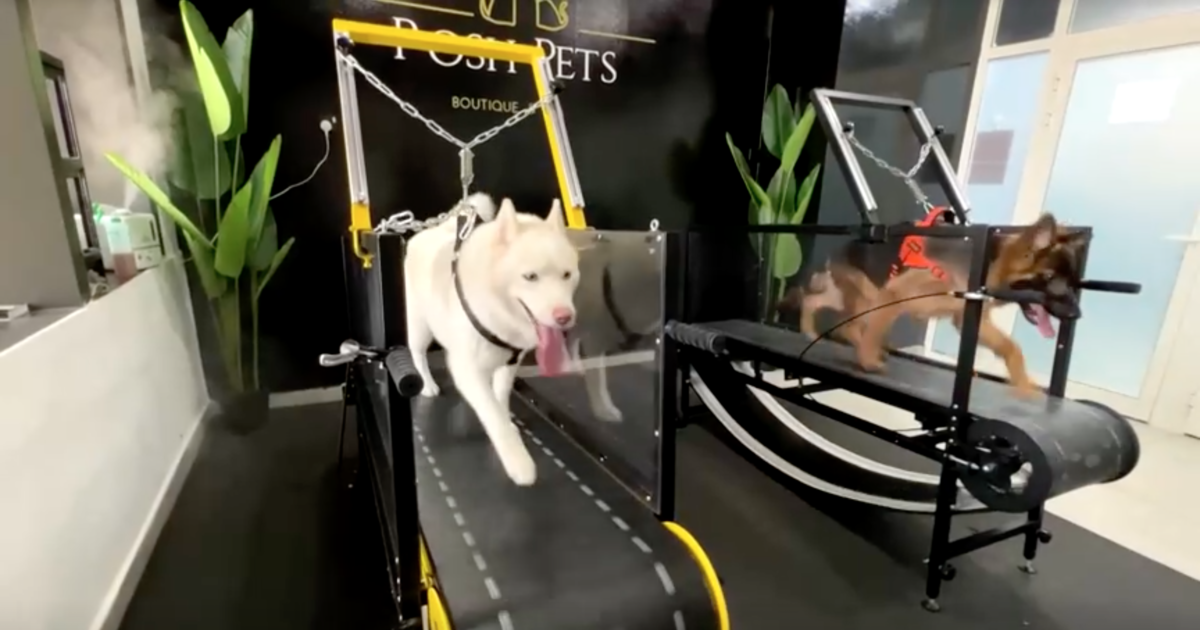 First Indoor Dog Gym Opens in UAE | NTD