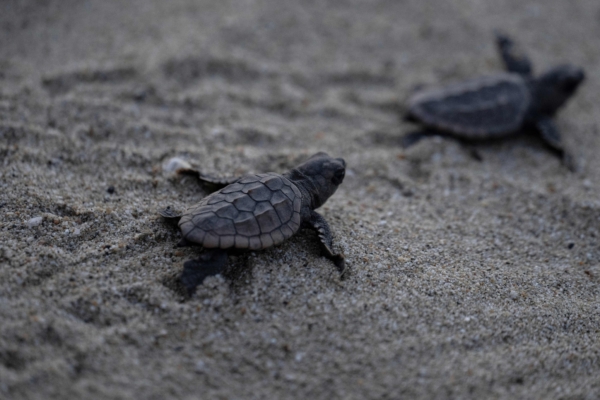 Majority of Sea Turtles Born Female | NTD