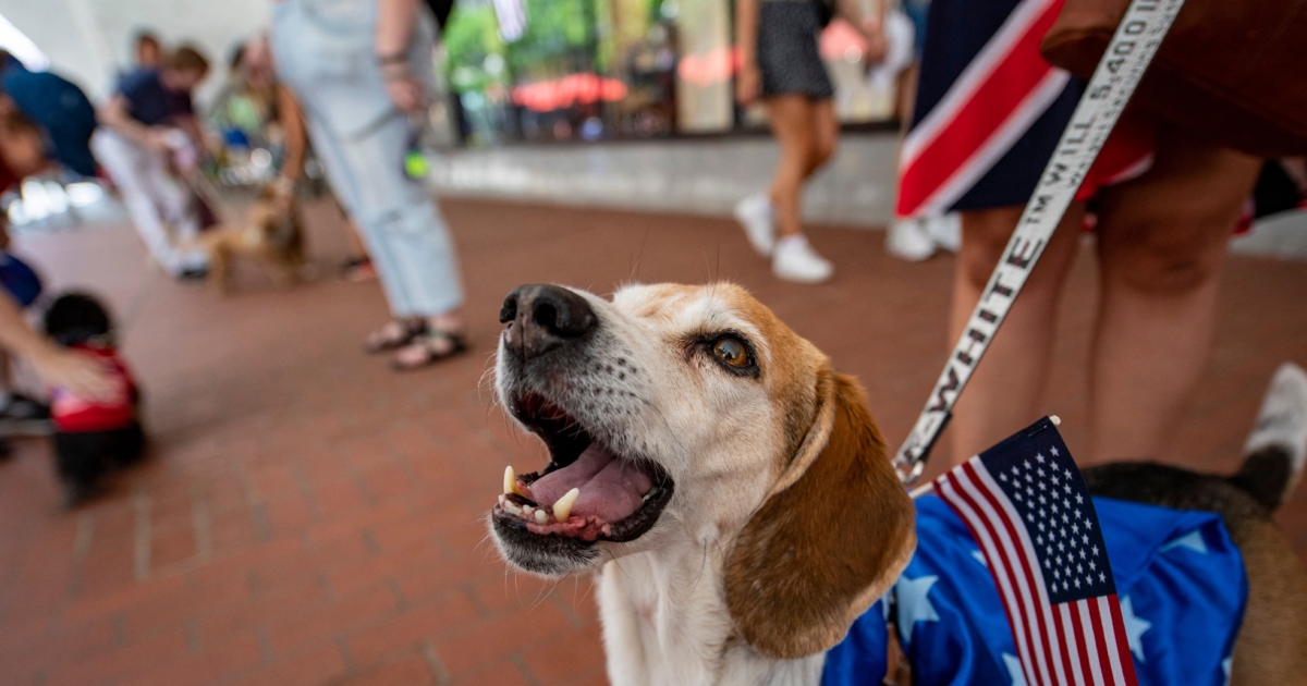 Do Dogs Cry out of Joy When Reuniting With Owners? Japanese Study ...