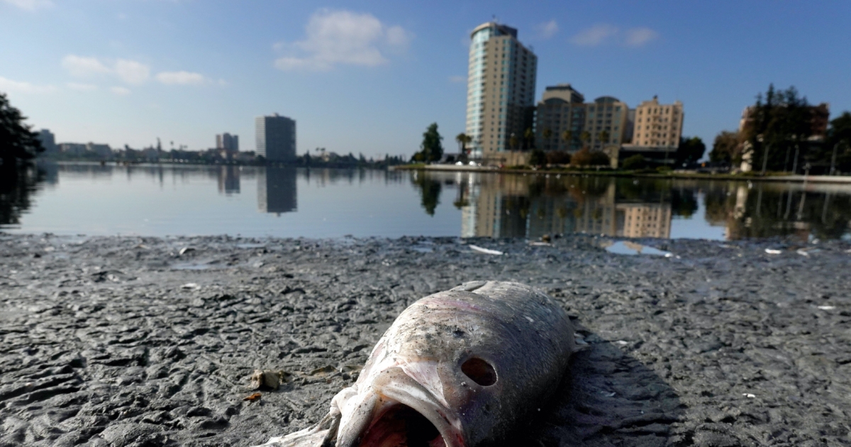 Algae Bloom Killing Fish in Oakland, Cause Under Investigation | NTD