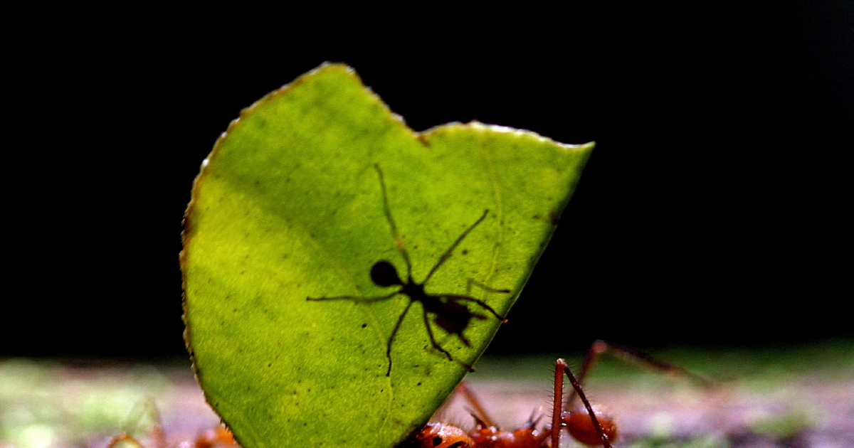 The Ants Go Marching One by One: 20 Quadrillion of Them | NTD