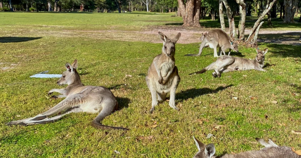 Australian Man Killed by Kangaroo in Rare Fatal Attack | NTD