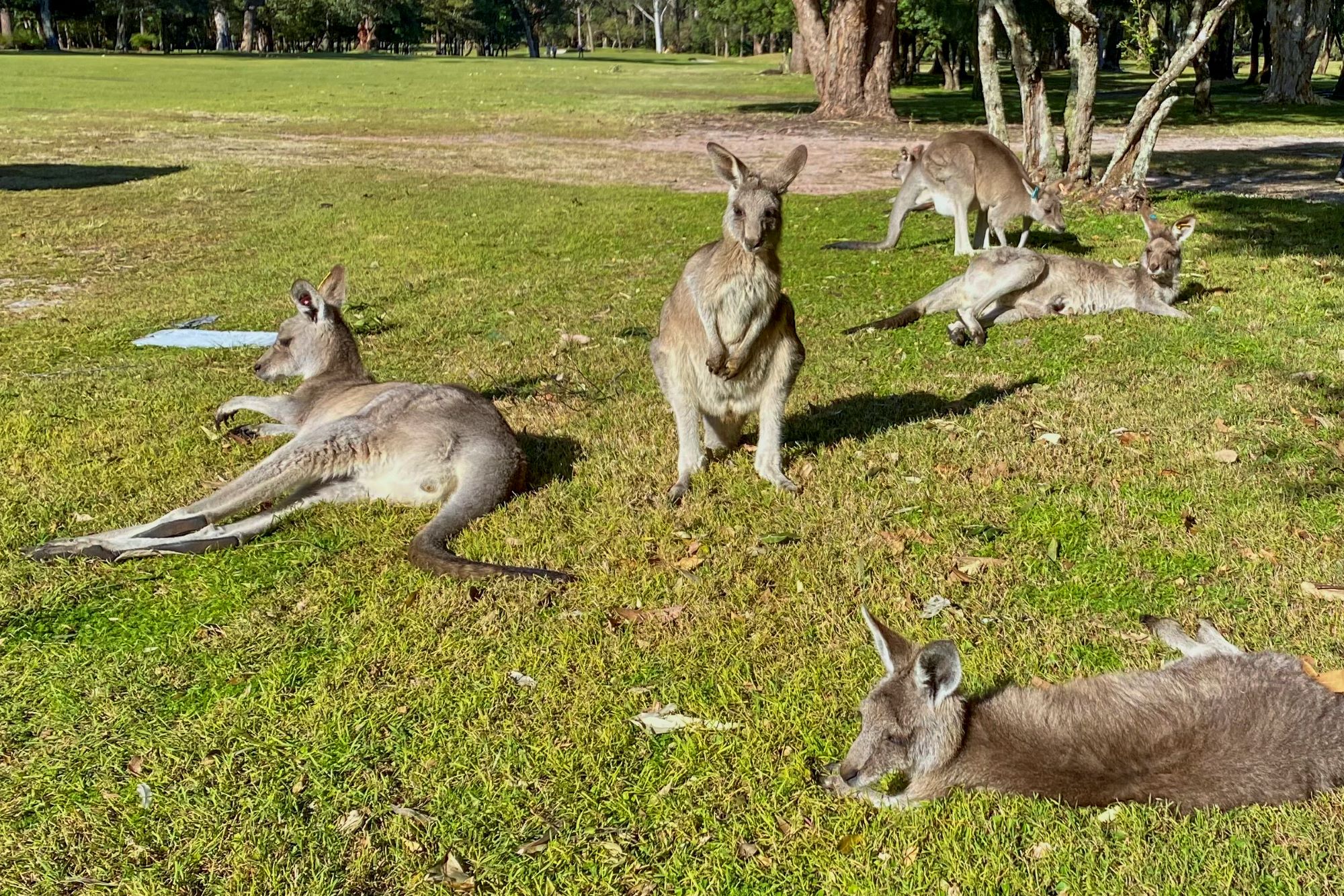 Australian Man Killed by Kangaroo in Rare Fatal Attack | NTD