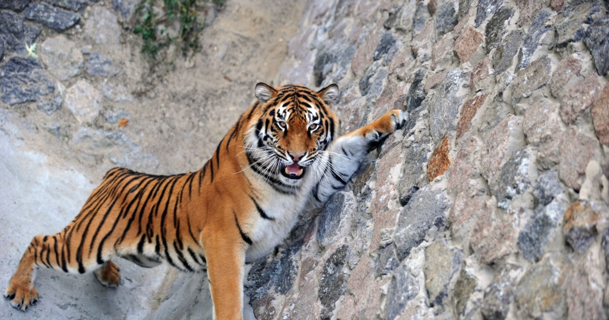 Slovakia on Alert as Tiger Escaped From Ukraine Seen in Park | NTD