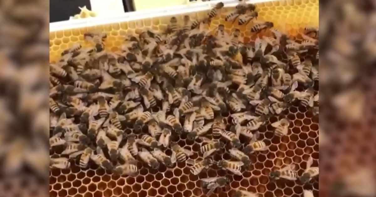 ‘Hives for Heroes’: The Healing Power of Beekeeping | NTD
