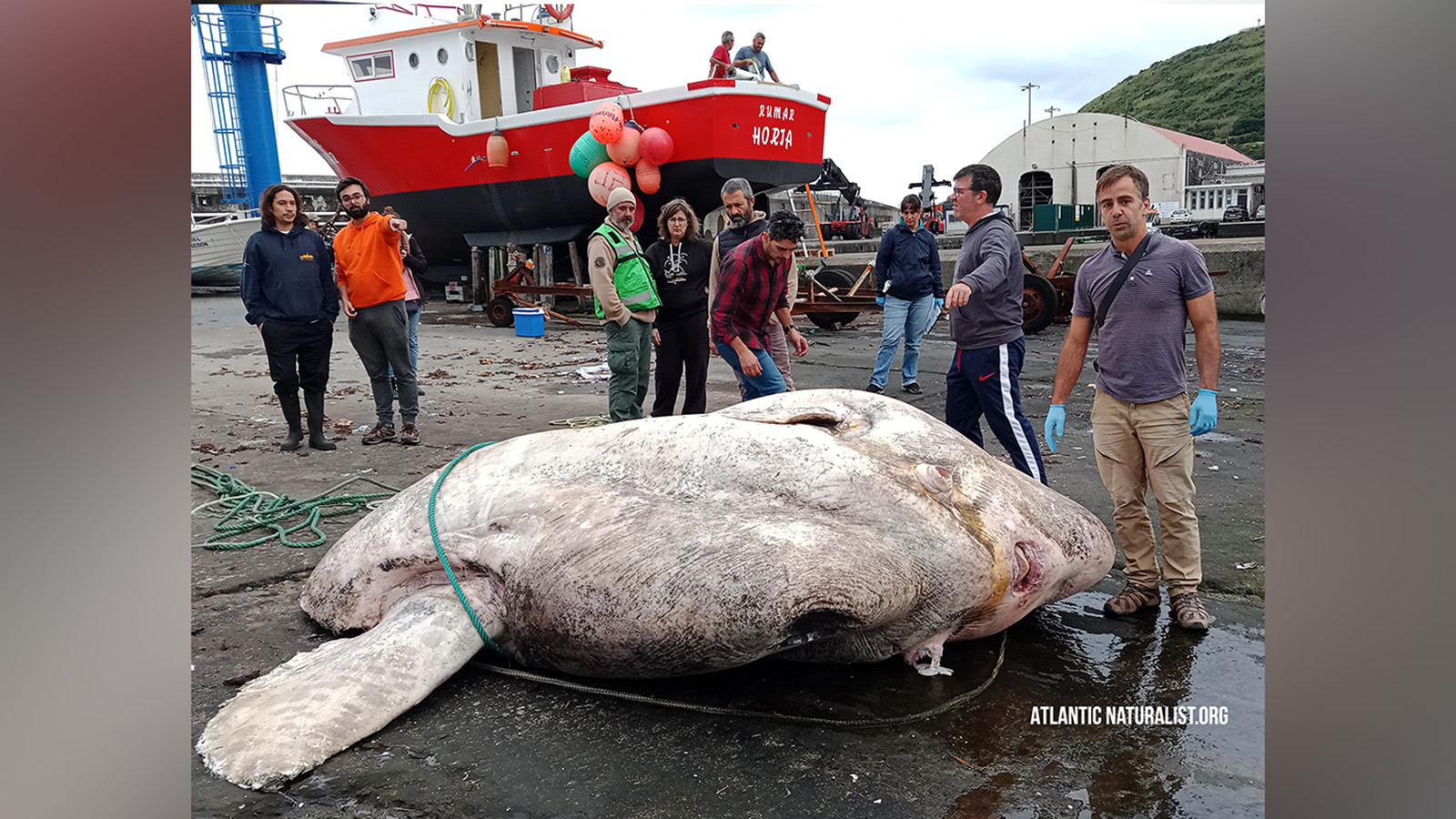 Record-Breaking Bony Fish Weighing 3 Tons Found | NTD