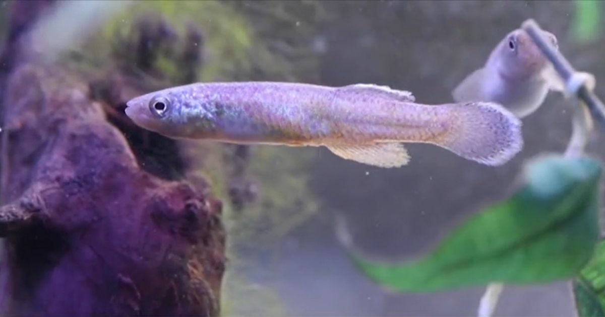 Endangered Topminnow in Need of Habitat | NTD