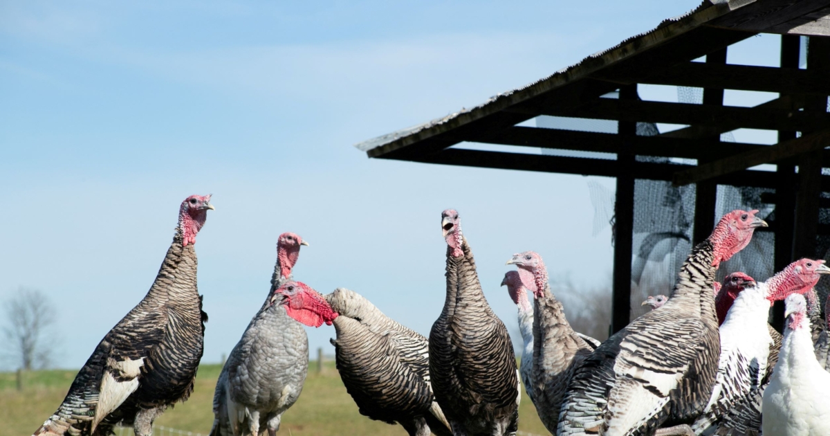 Fowl Play: Large Turkeys Scarce Ahead of Big US Thanksgiving Gatherings ...