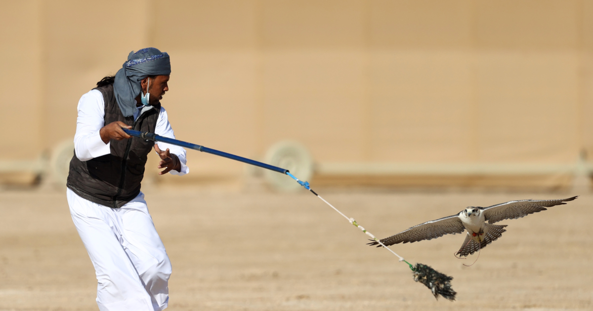 Falconry Tradition Endures as Sport in Qatar | NTD
