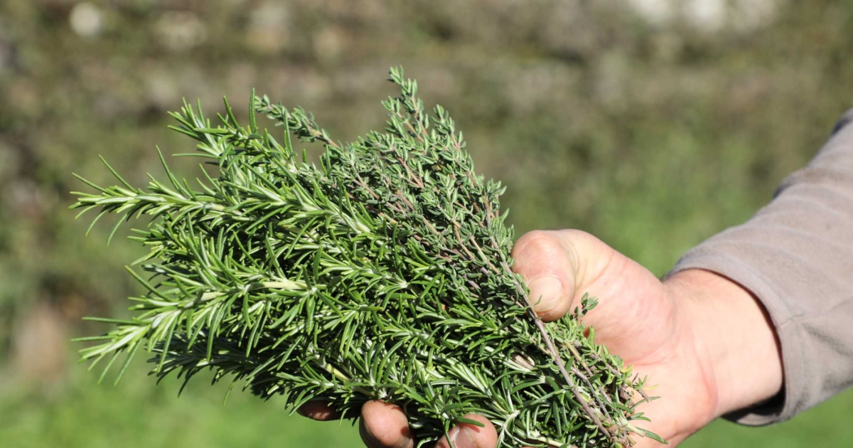 4 Reasons to Love Rosemary | NTD