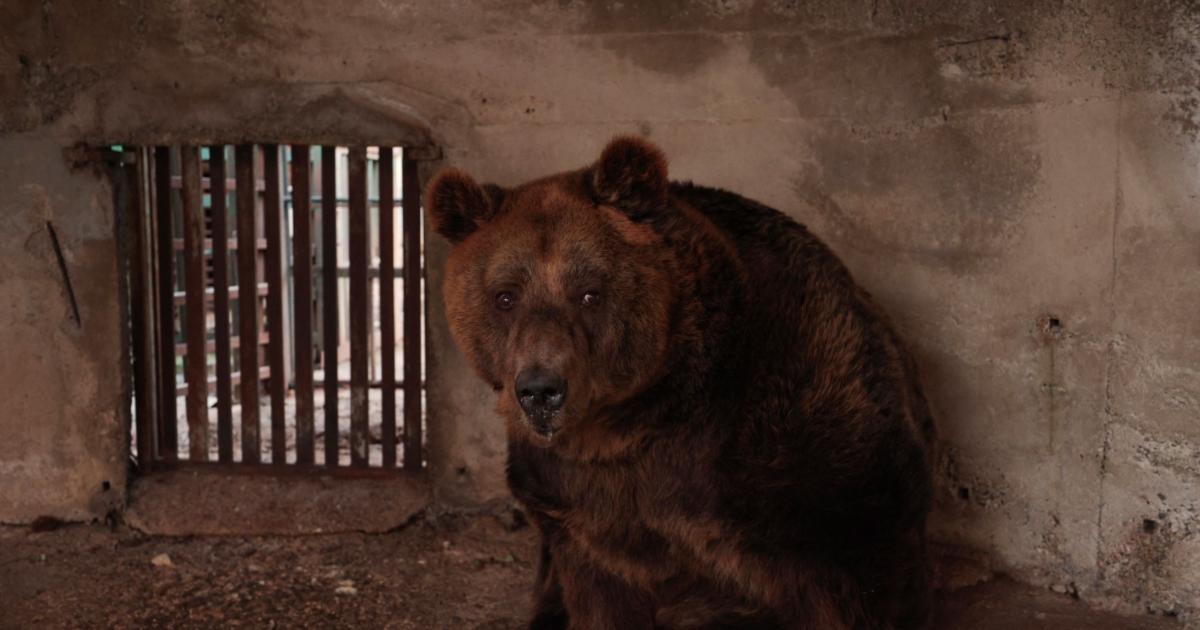 Albania’s Last Captive Bear Rescued to Austrian Sanctuary | NTD
