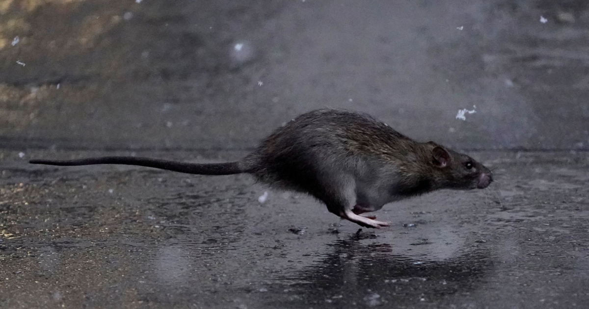 Help Wanted: New York City Seeks ‘Badass’ Rat Czar | NTD