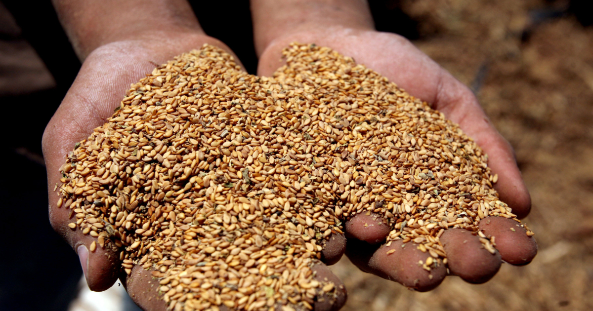 Sesame Will Join the Major Food Allergens List on Jan. 1, FDA Says | NTD