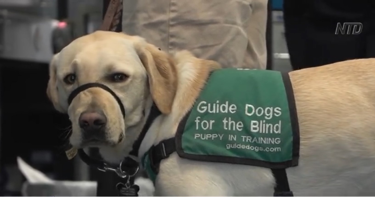 Guided Puppies Receive Training at Airport | NTD