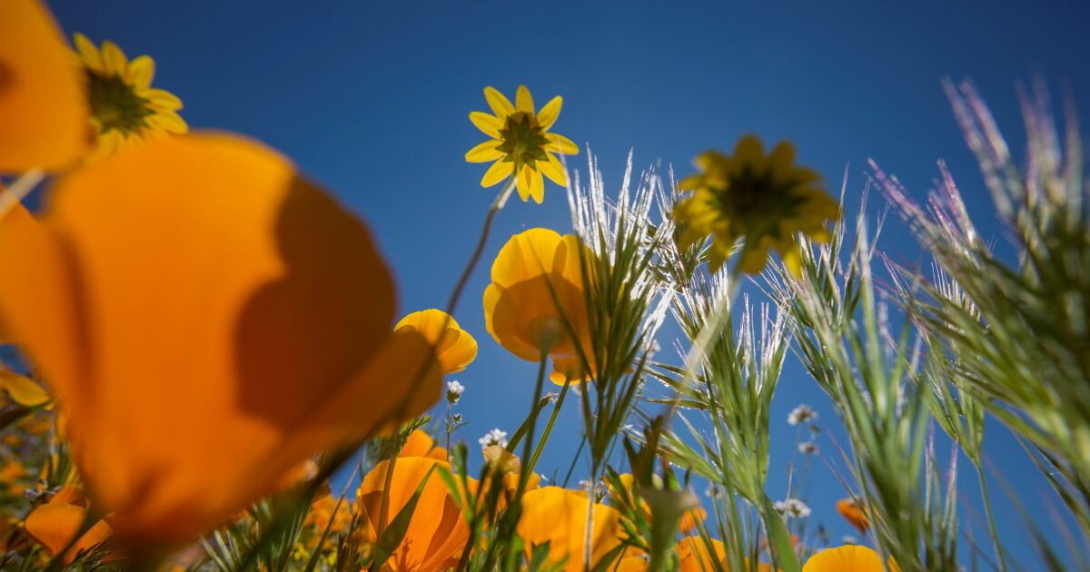 Trails Closed to Protect California Wild Poppies, Zipliners Now Get ...