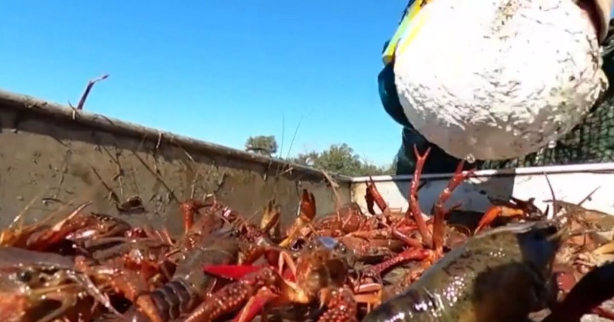 Weather Impacts Texas Crawfish | NTD
