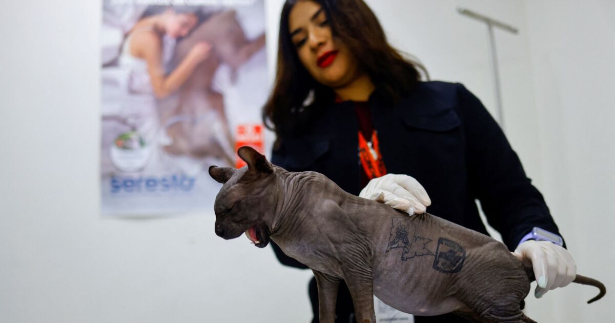 Tattooed Mexican Cat Seeks New Home After Life Behind Bars | NTD