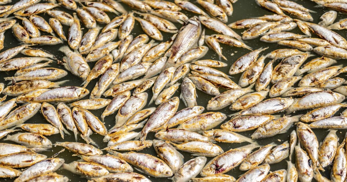 Millions of Rotting Fish to Be Removed From Australian River | NTD