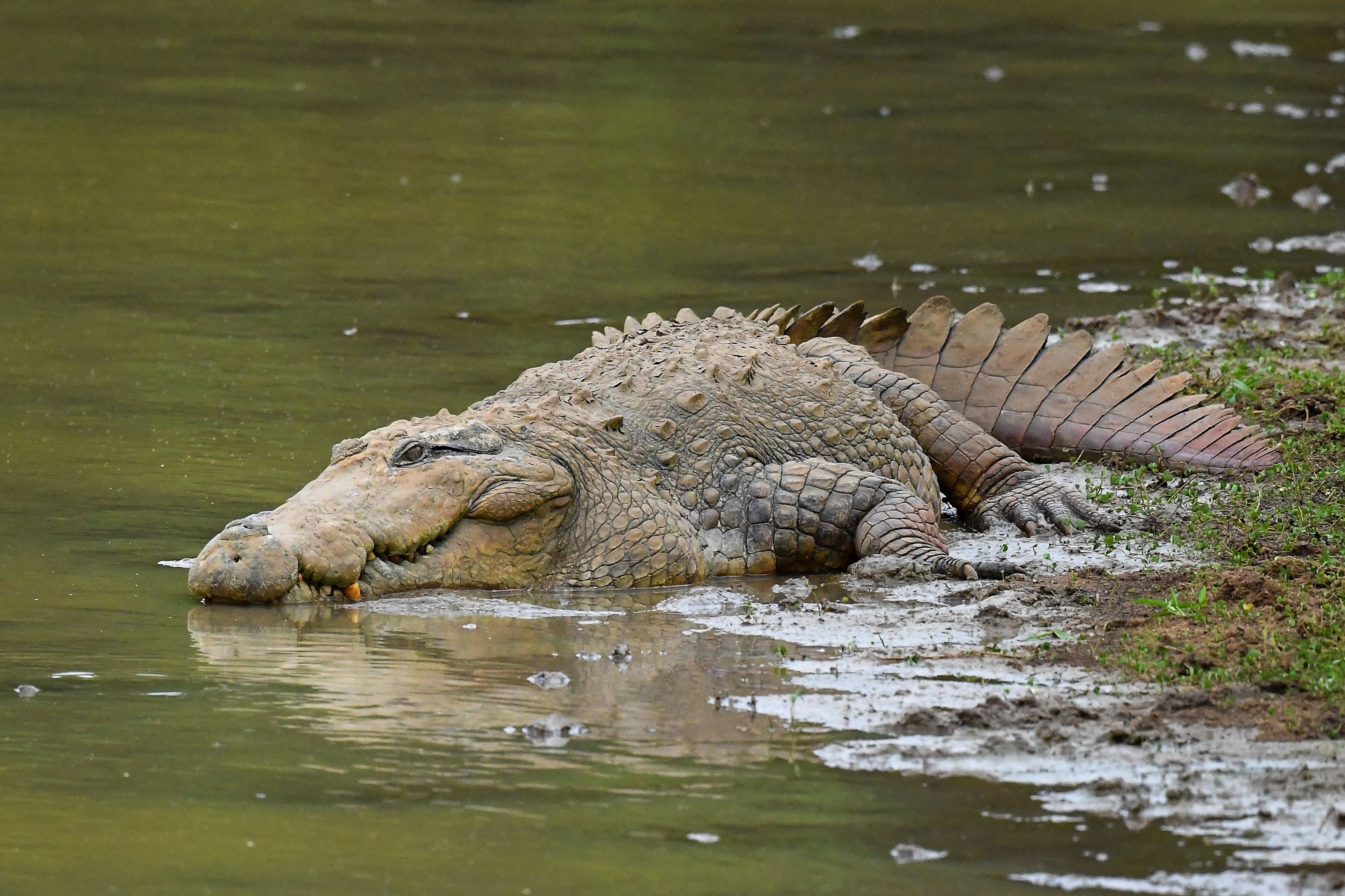 Human Remains Found Inside Crocodile in Australia Believed to Be That ...