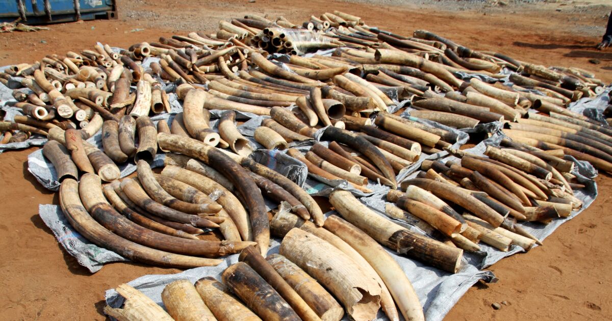Vietnam Seizes 7 Tonnes Ivory in Largest Wildlife Smuggling Case in ...