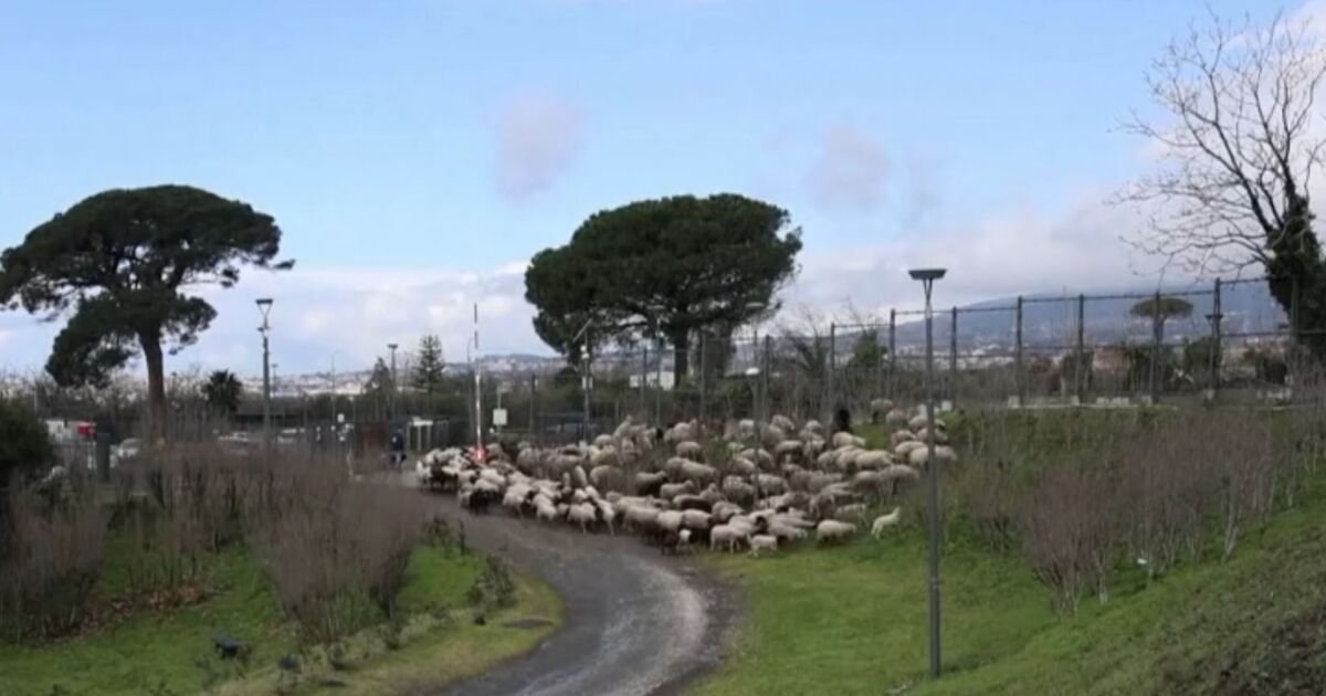 Grazing Sheep Tackle Unruly Vegetation in Pompeii | NTD