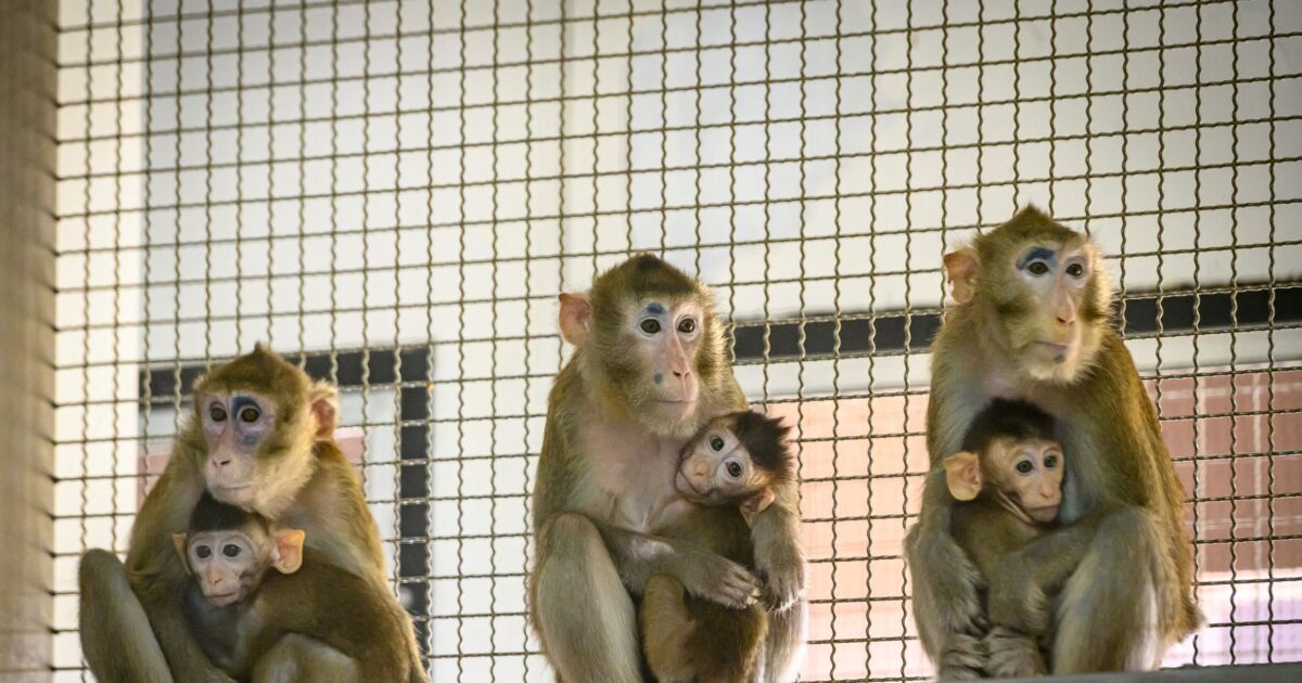 43 Monkeys on the Loose After Escaping From South Carolina Research ...
