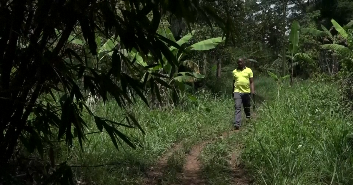 Uganda: Bamboo Farming Fights Deforestation | NTD